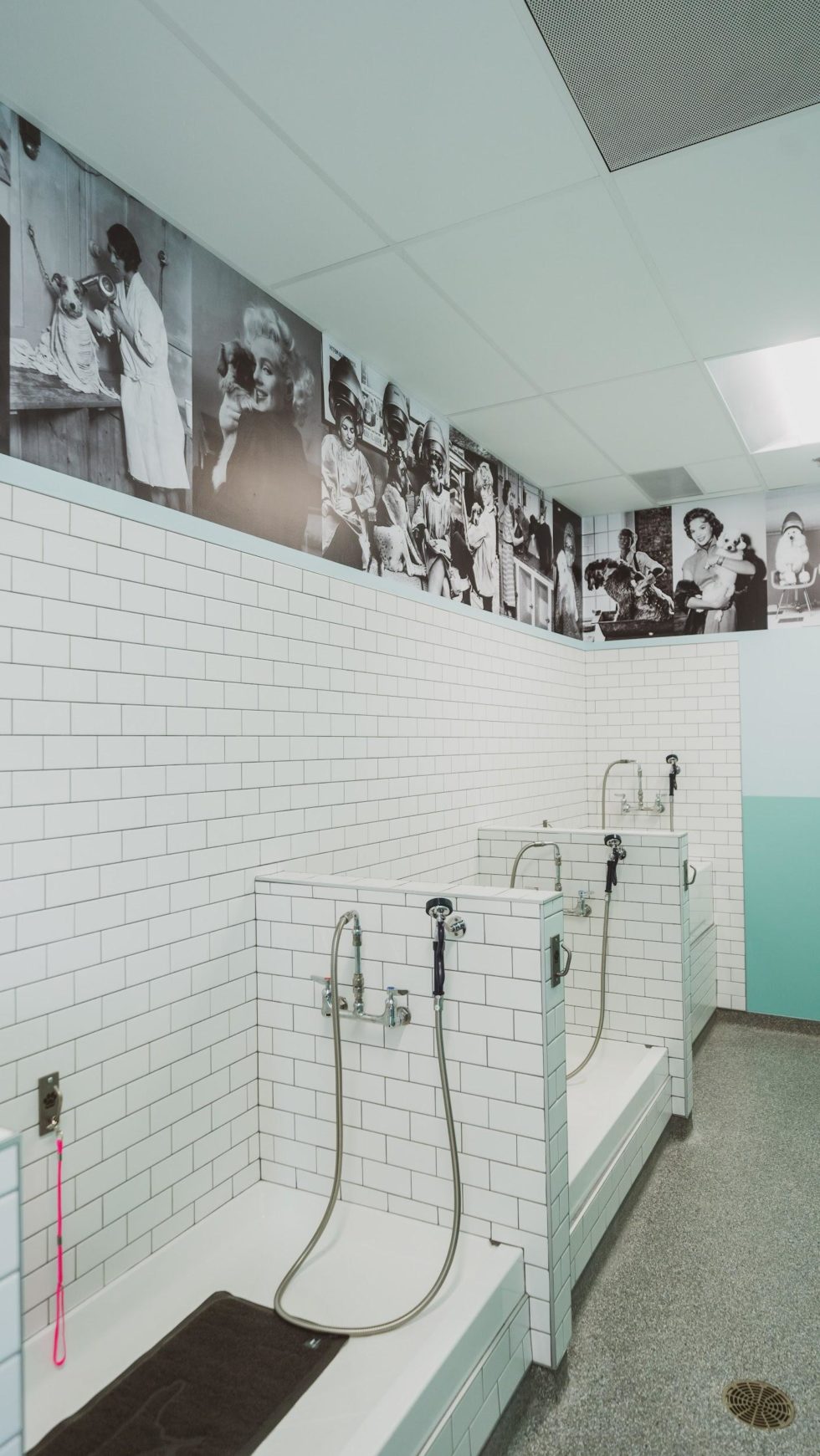 Pet Grooming & Spa Services | Yuppy Puppy Pet Spa | Pet Grooming