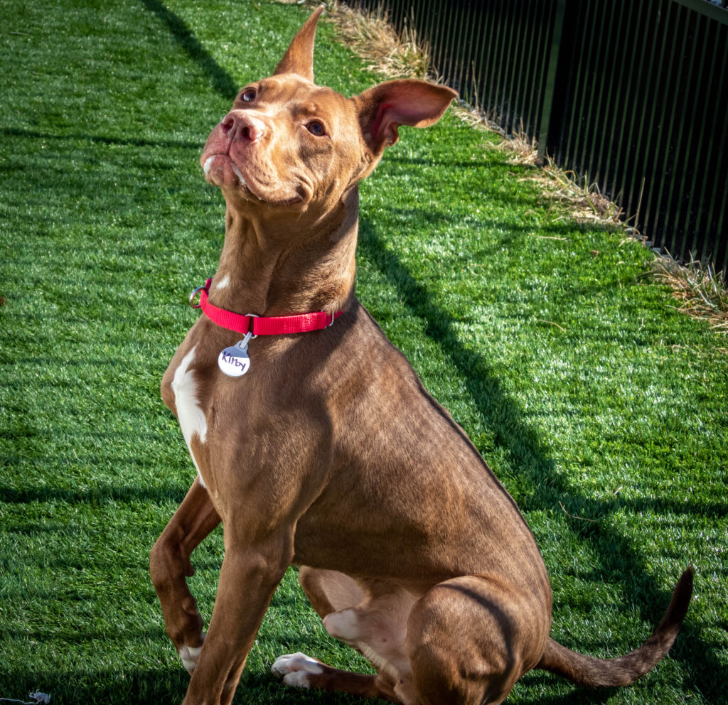 YP Rescues - Yuppy Puppy Pet Spa